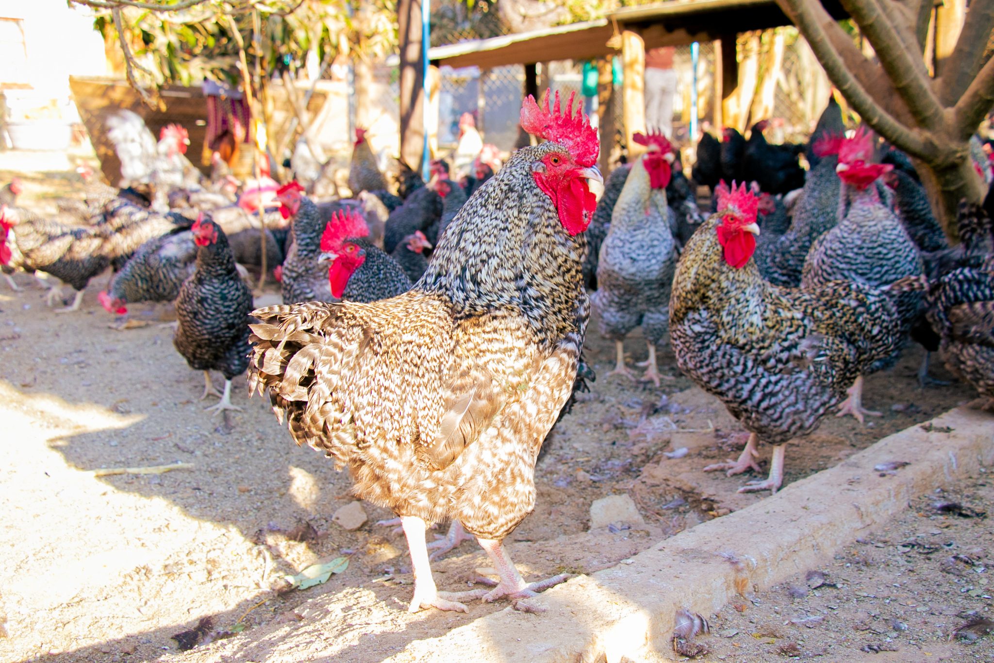 Zimbabwe Free Range Poultry Association – Zimbabwe Free Range Poultry ...